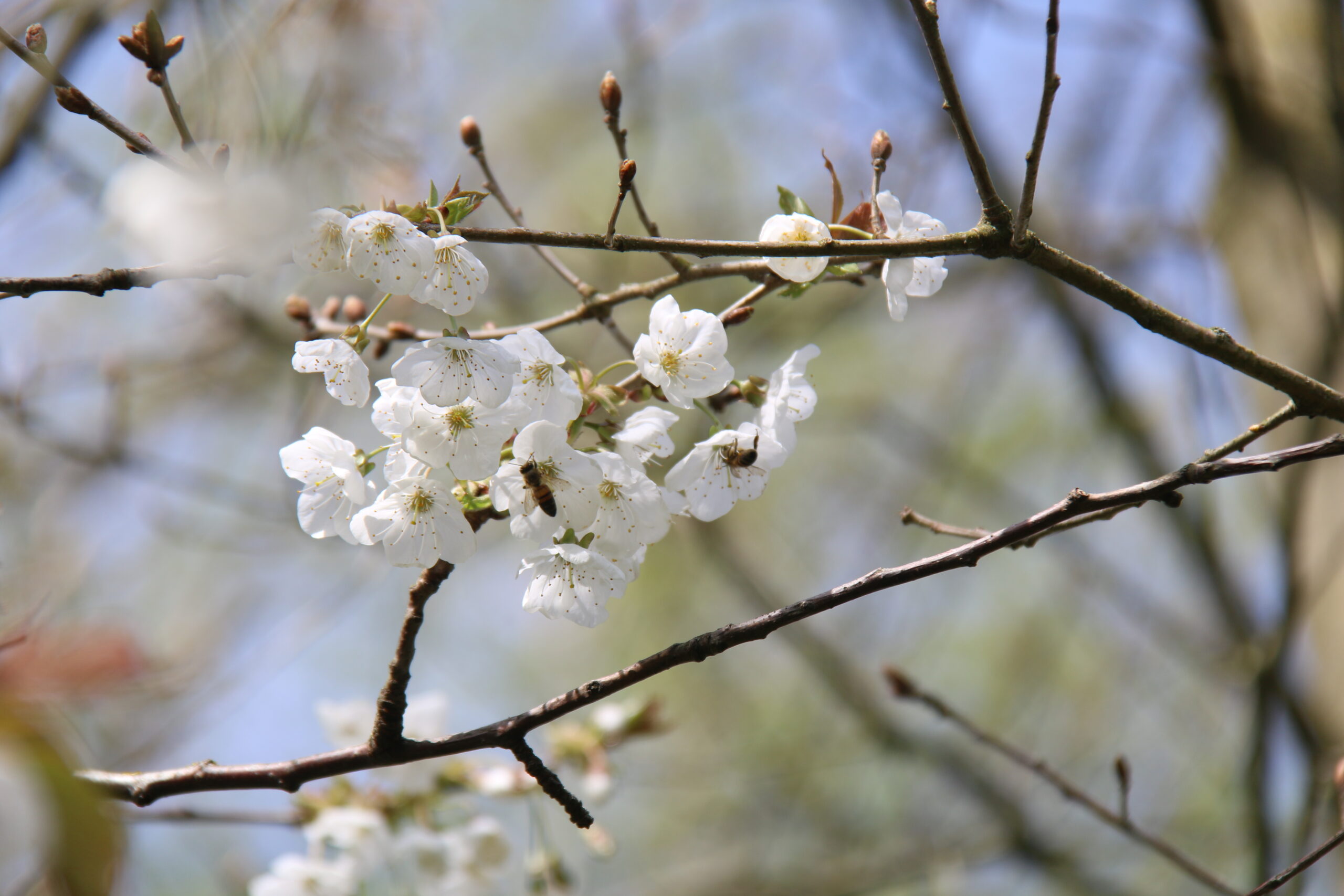 Le Parc des Caudreleux : La flore - Ville de Neuville-en-Ferrain
